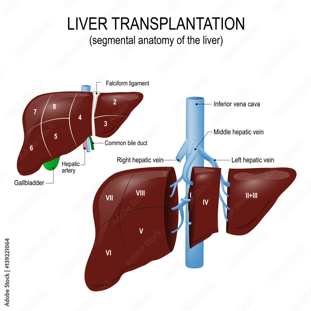 Liver transplantation. segmental anatomy of the liver Stock Vector ...