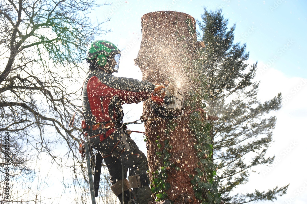 Stockfoto Baumfäller bei der Arbeit an einer Tanne mit Motorsäge und ...