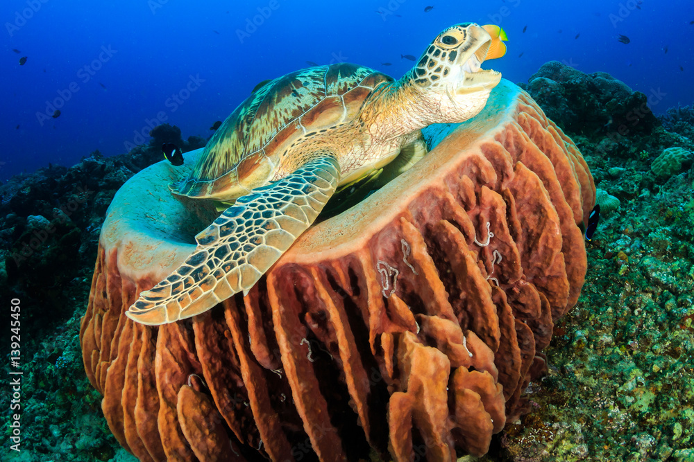 Yawning turtle resting on a large barrel sponge Stock Photo | Adobe Stock