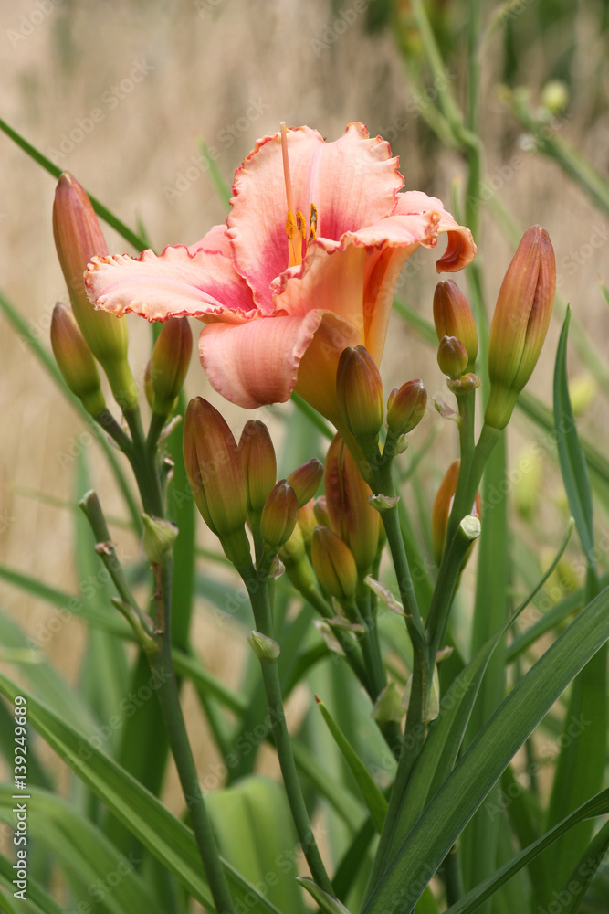Buds and flower./The day lily among many buds has one flower of pink ...