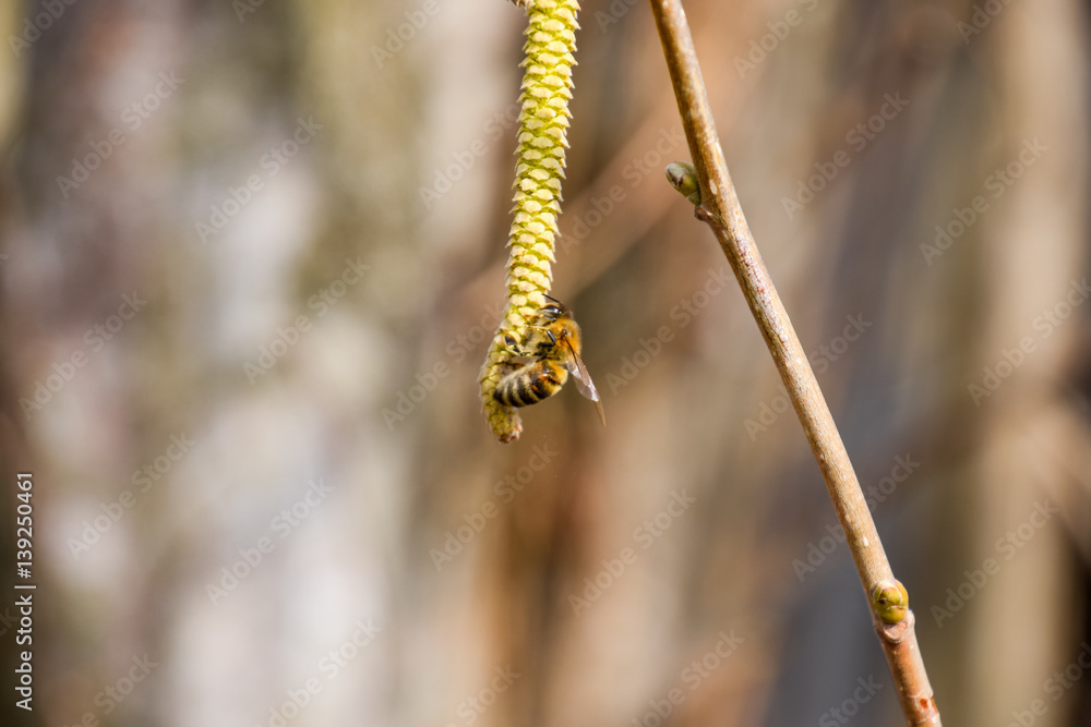 Pollination by bees earrings hazelnut. Flowering hazel hazelnut. Stock ...