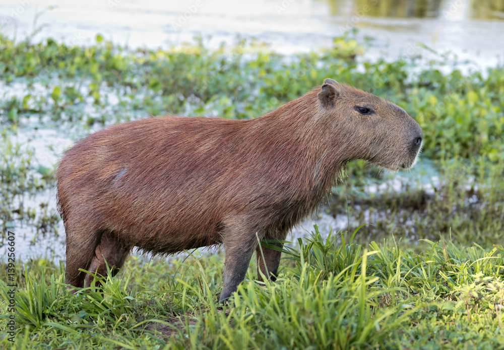 Fotka „Capybara and Marble tiger bittern in the El Cedral - Los Llanos ...