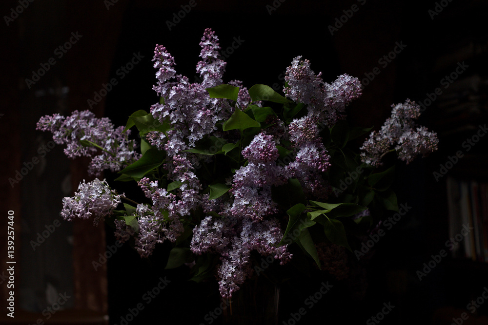 Lilac on a black background Stock Photo | Adobe Stock