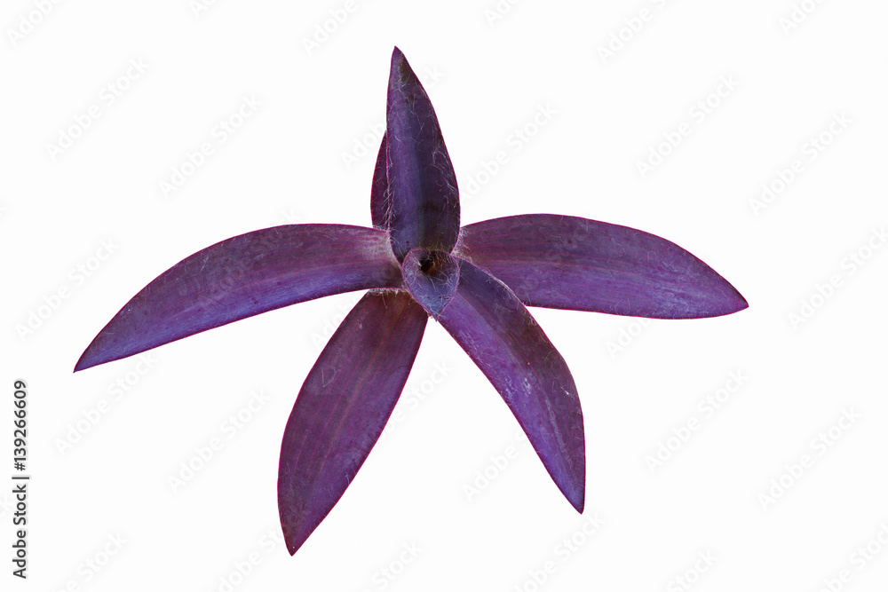 Purple Queen Stock Photo | Adobe Stock