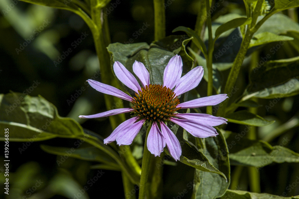 Crimea, world famous botanical garden of Nikita, Ukraine, Jalta Stock ...