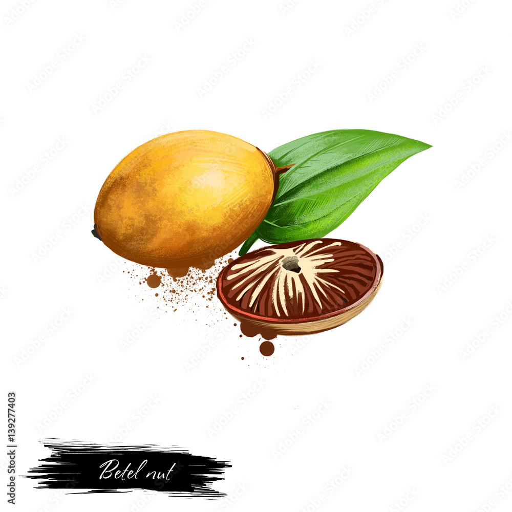 Betel nuts in shell and half with leaf isolated on white. Hand drawn ...