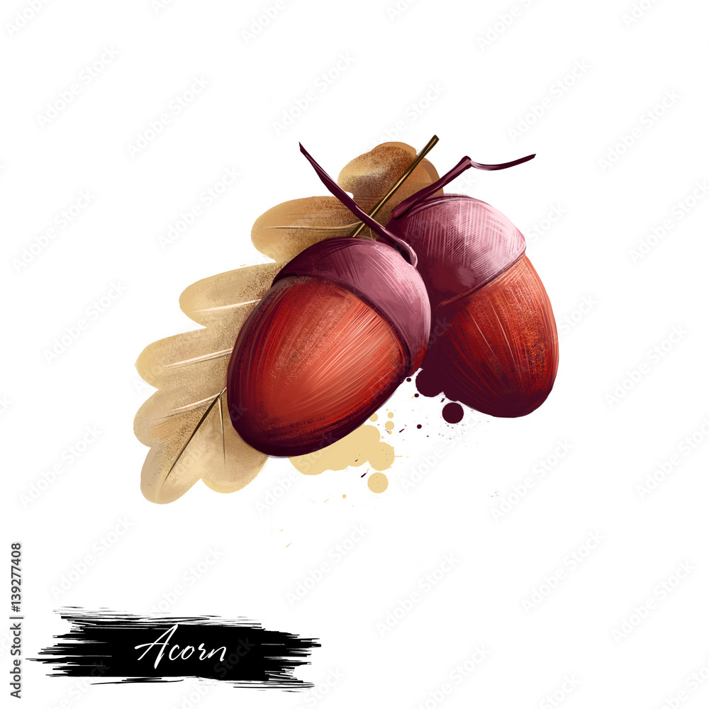 Acorn isolated on white background. Hand drawn illustration of oak nut ...