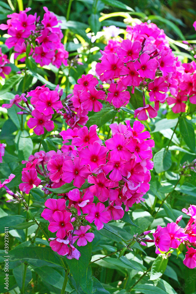 Pink phlox flowers in the garden Stock Photo | Adobe Stock