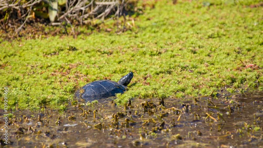 Turtle Sunbathing in an Outer Banks Swamp in North Carolina surrounded ...