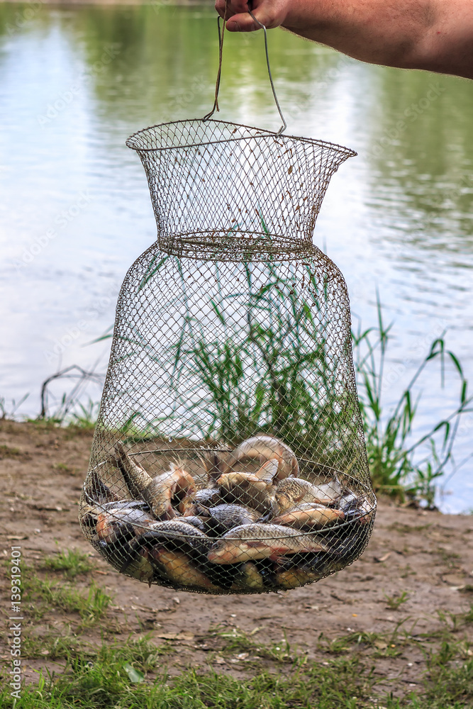 Fisherman holds metal grid fish corf with live fresh crucian carp catch ...