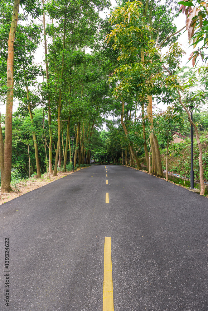 road with trees on both sides Stock Photo | Adobe Stock