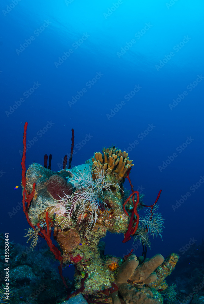 Coral reefs that lie in the tropical caribbean sea are marine habitats ...