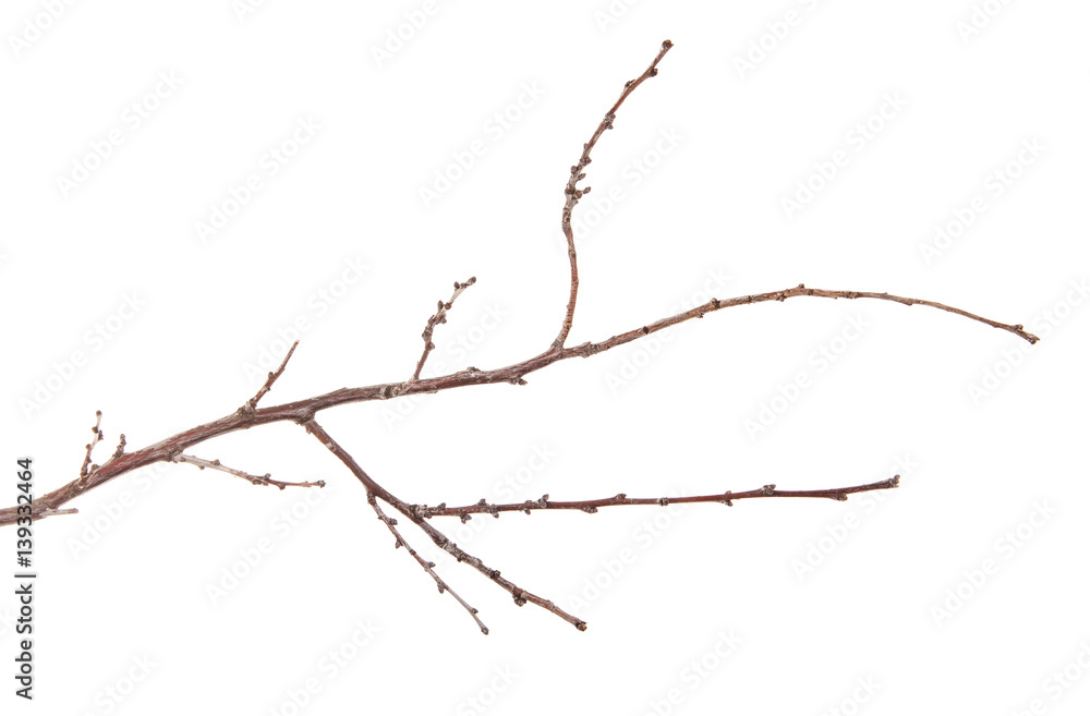 dry thin branches of the tree. isolated on white background Stock Photo ...