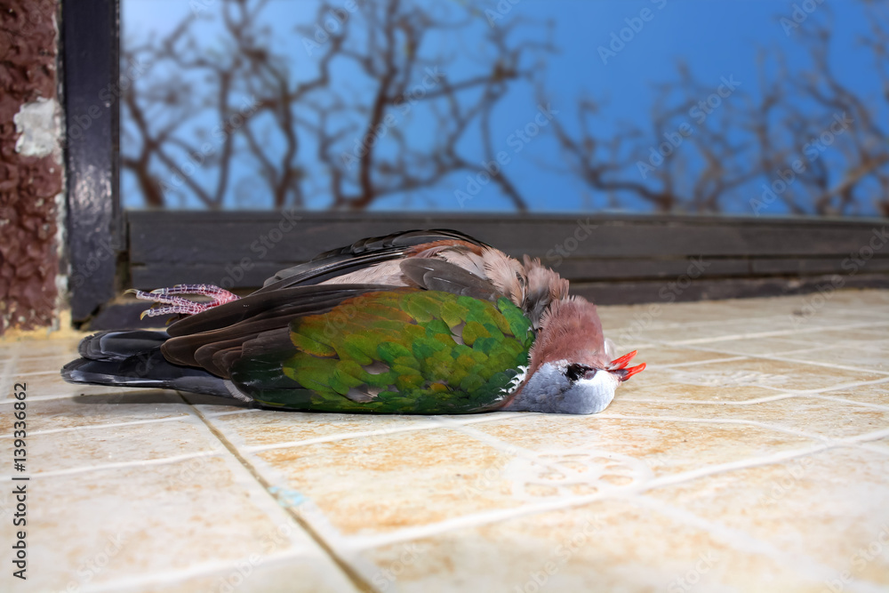 Dead birds flying into glass,Emerald Dove(Green-winged Pigeon) Stock ...
