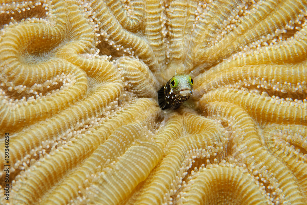 Tiny spinyhead blenny fish peeking out from hole in yellow brain coral ...
