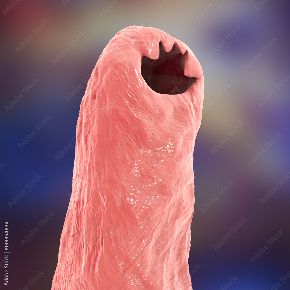 Head of a parasitic hookworm Ancylosoma, 3D illustration. Ancylostoma ...
