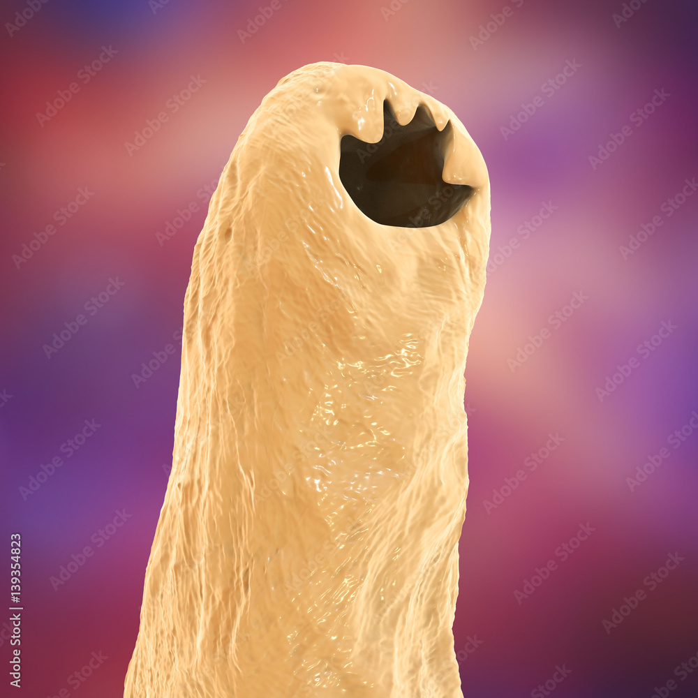 Head of a parasitic hookworm Ancylosoma, 3D illustration. Ancylostoma ...