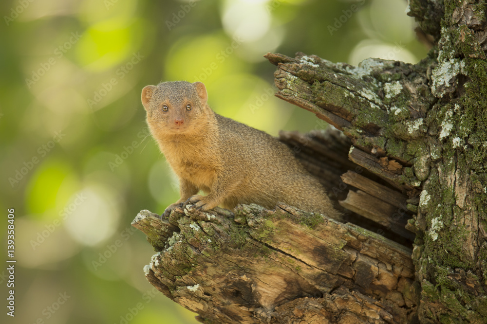 Dwarf mongoose in dead tree Stock Photo | Adobe Stock