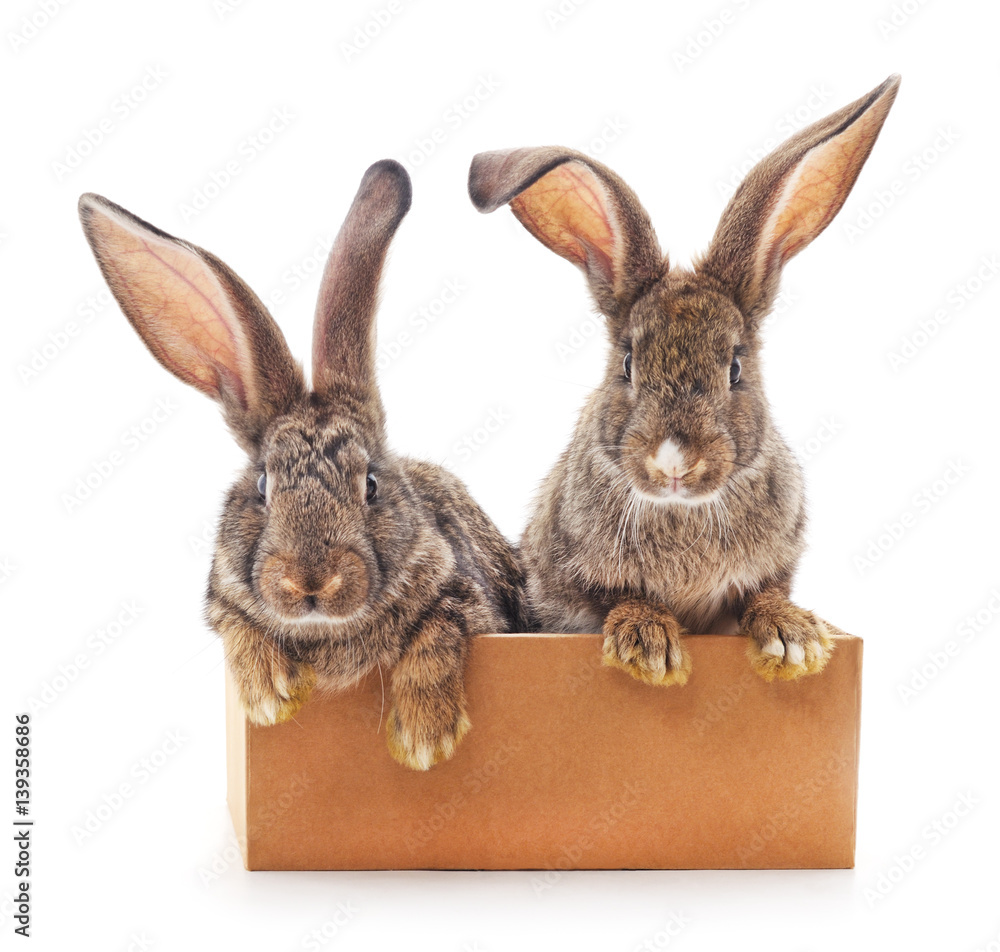 Rabbits in the box. foto de Stock | Adobe Stock