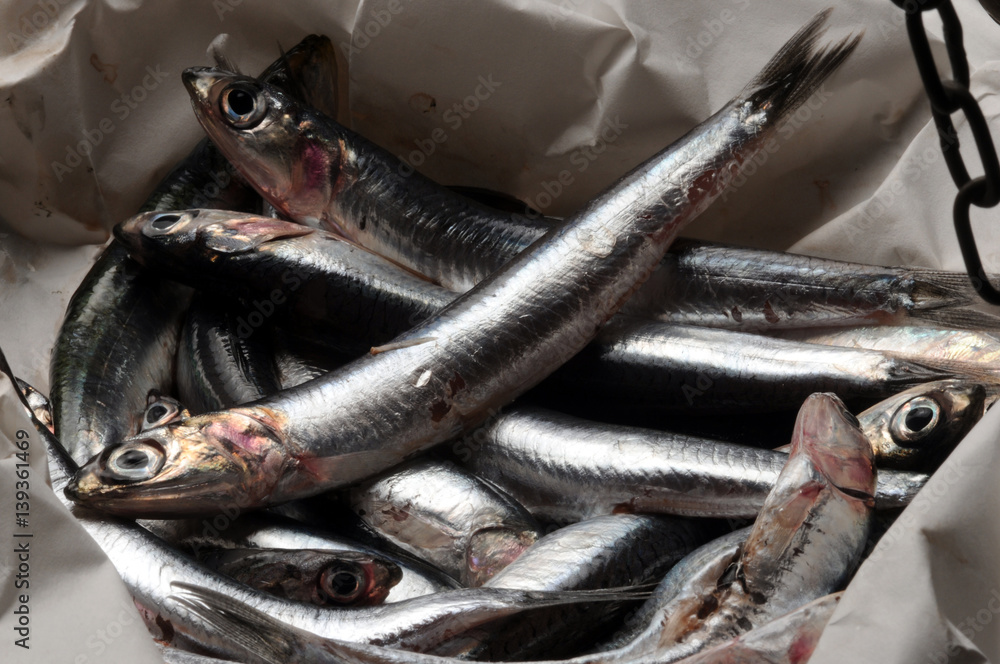 Engraulis encrasicolus Europäische Sardelle Anchovy Acciuga Ryba ...