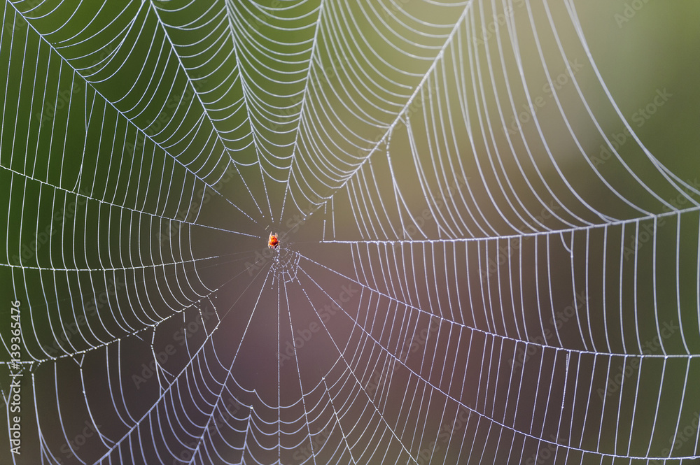 Irregular spider web Stock Photo | Adobe Stock