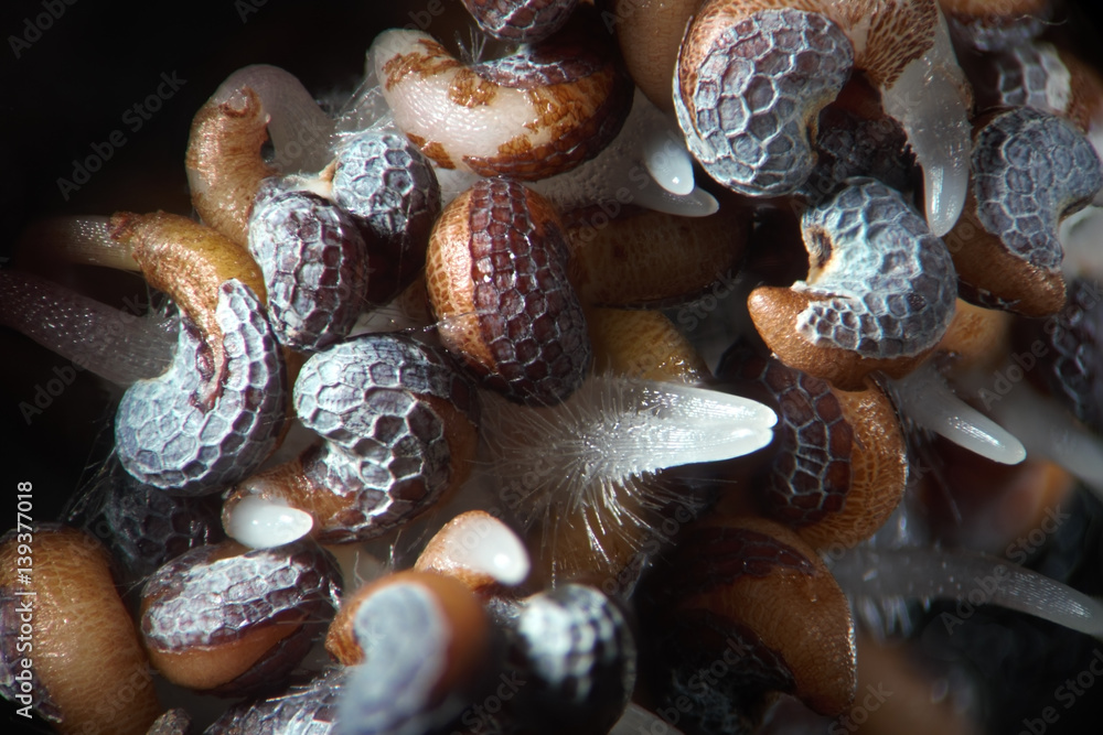 Foto de Opium poppy sprouted seeds. Wet shoots Papaver somniferum by ...