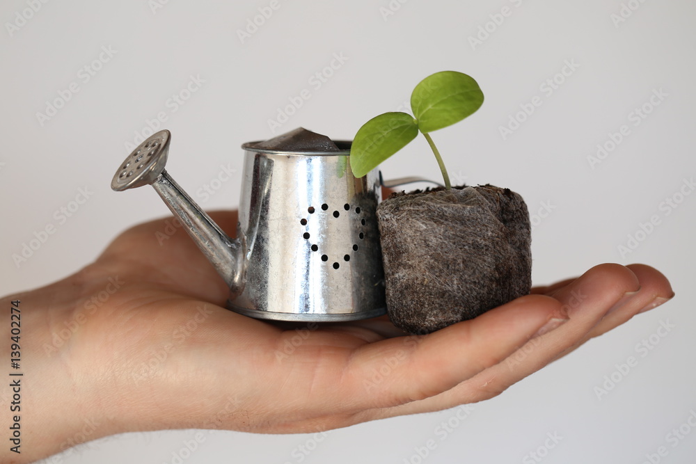 olericulture. cultivation of vegetables with your hands. Seedling ...