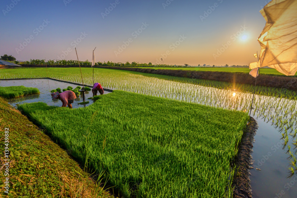 People Working Hard Farming