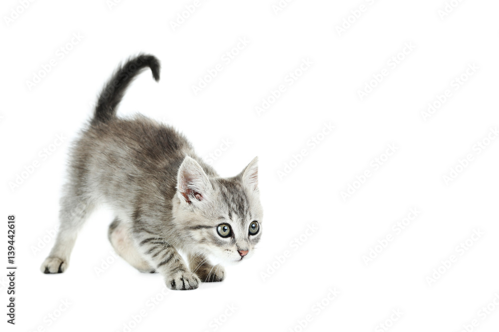 Beautiful cat isolated on white background Stock Photo | Adobe Stock