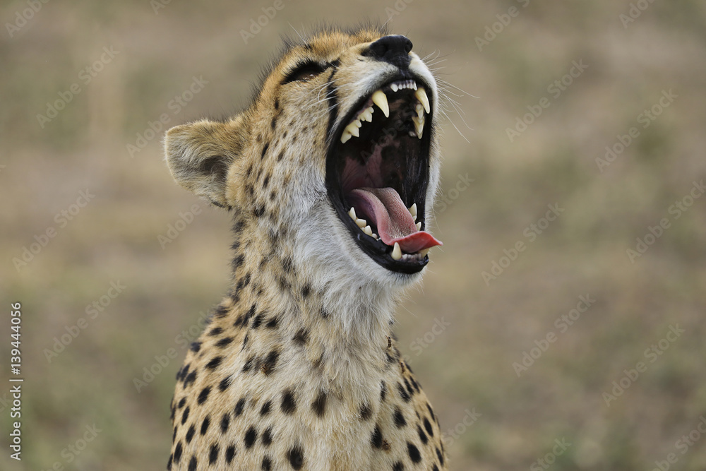 Cheetah Growling