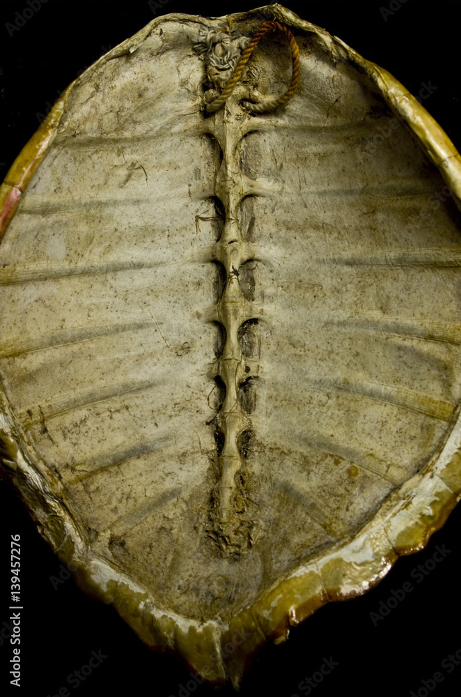 Backbone Inside Turtle Shell Stock Photo | Adobe Stock
