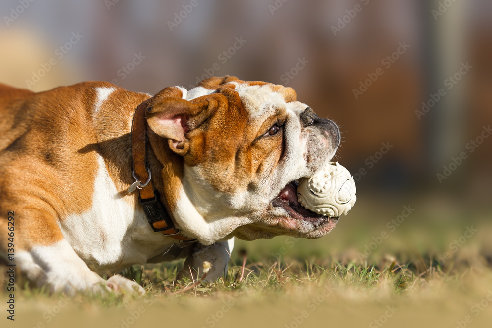 English Bulldog chasing a ball close up catch Stock Photo | Adobe Stock