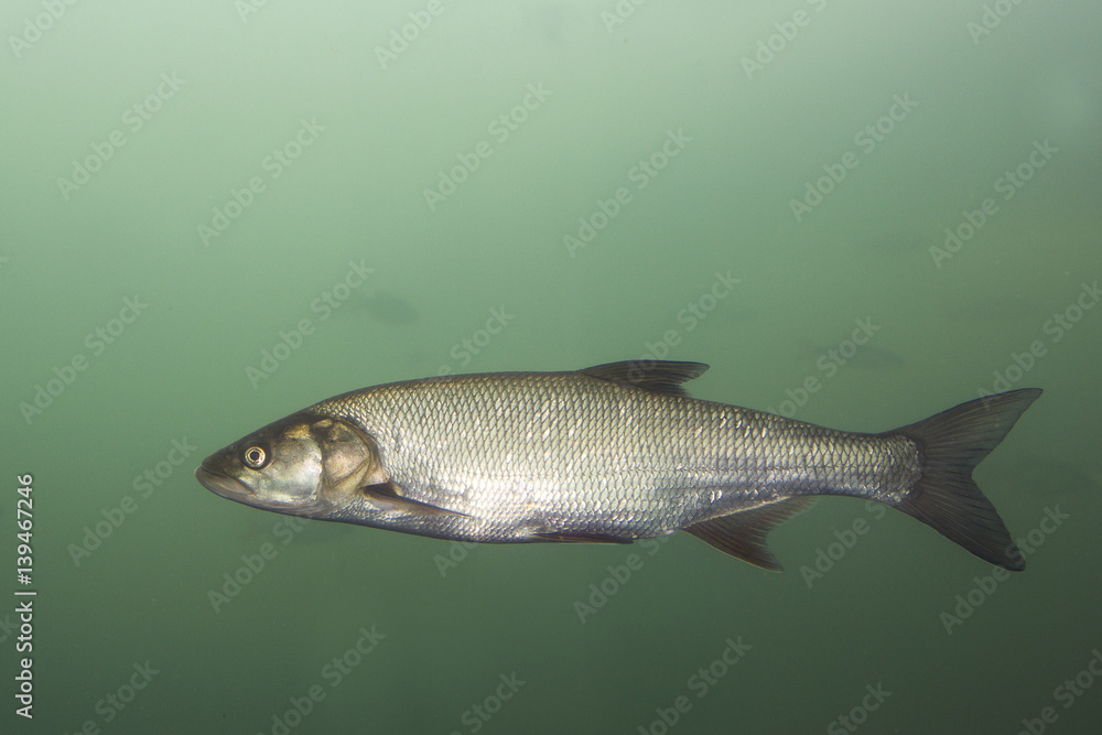 Underwater photography of a nice predatory fish Asp (Aspius aspius ...