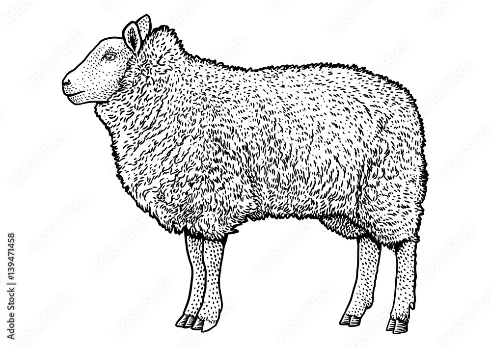 Sheep illustration, drawing, engraving, ink, line art, vector Stock ...