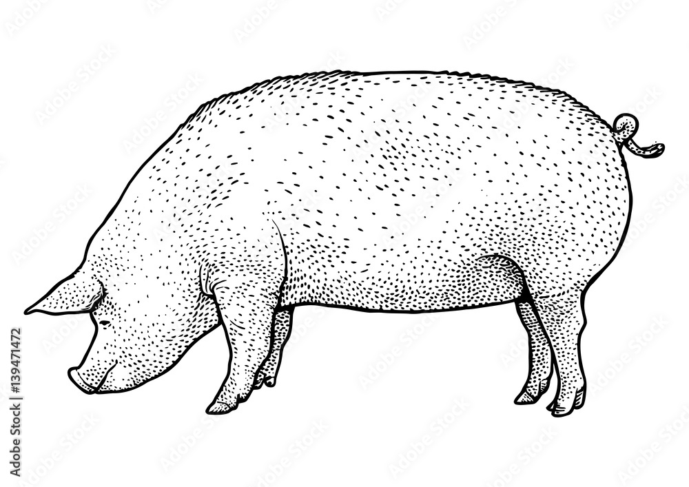 Pig illustration, drawing, engraving, ink, line art, vector Stock ...