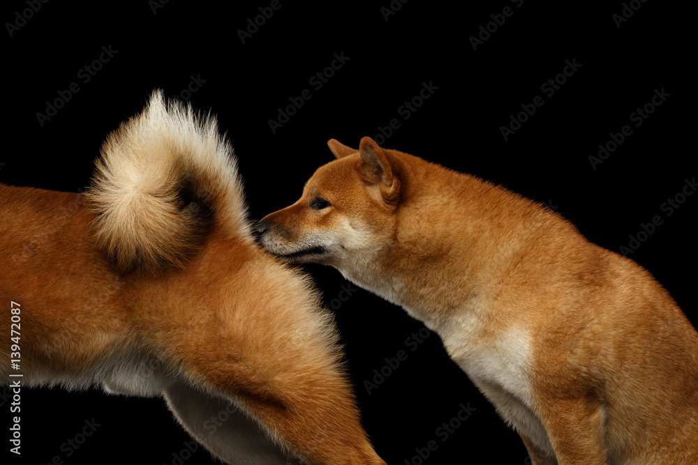 Mating of Two Shiba inu Dogs, Sniffing under tail, Isolated Black ...