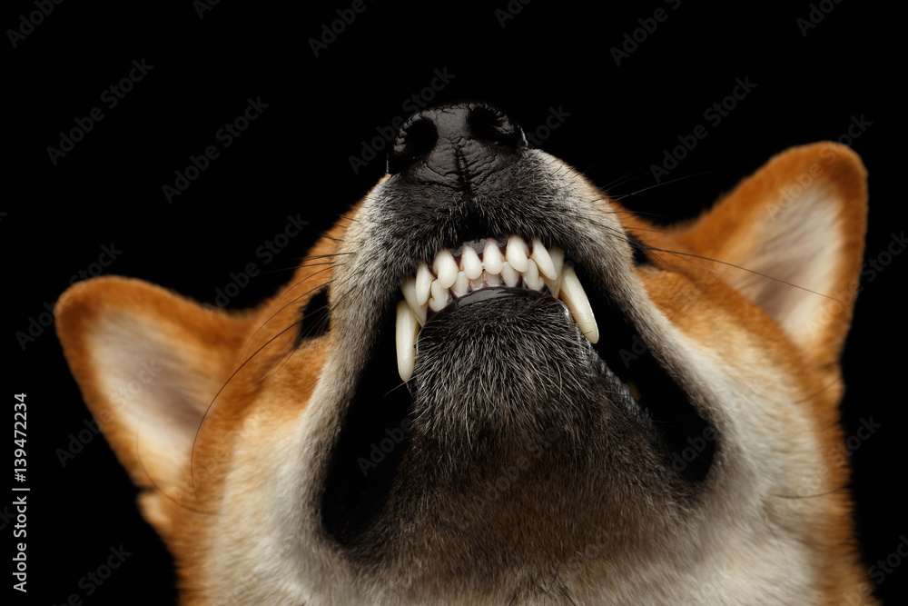 Why Are Shiba Inus So Aggressive