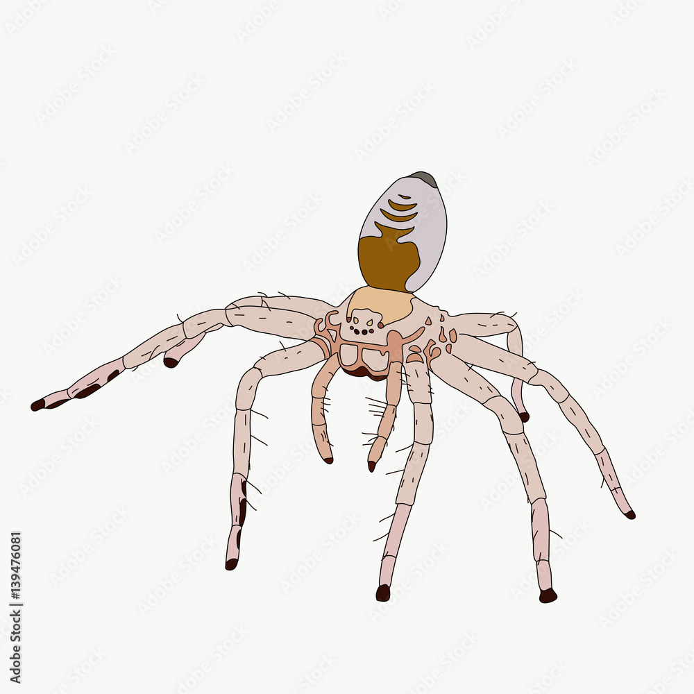dancing white lady spider - digital hand drawn vector illustration ...