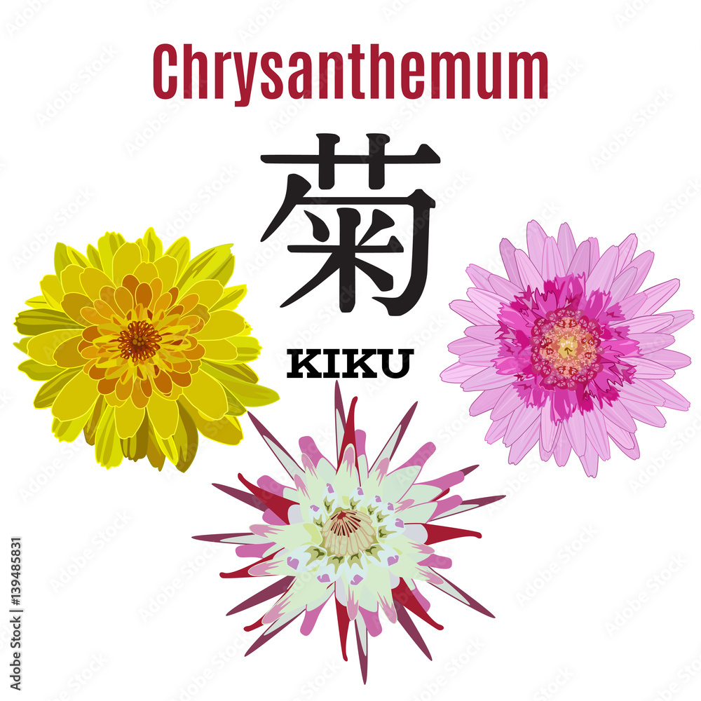 Vector flat illustration of Chrysanthemum, symbol of Japan Stock Vector ...
