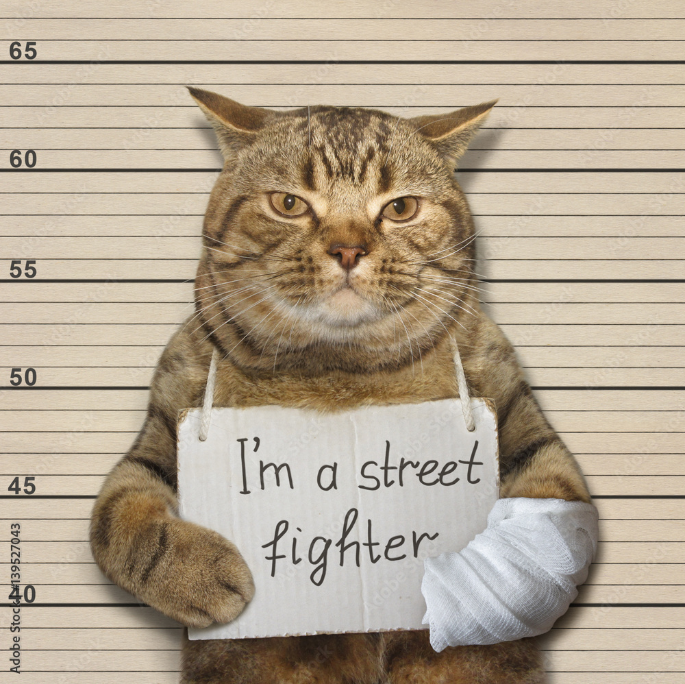 The tough cat is a famous street fighter. He was arrested for this ...