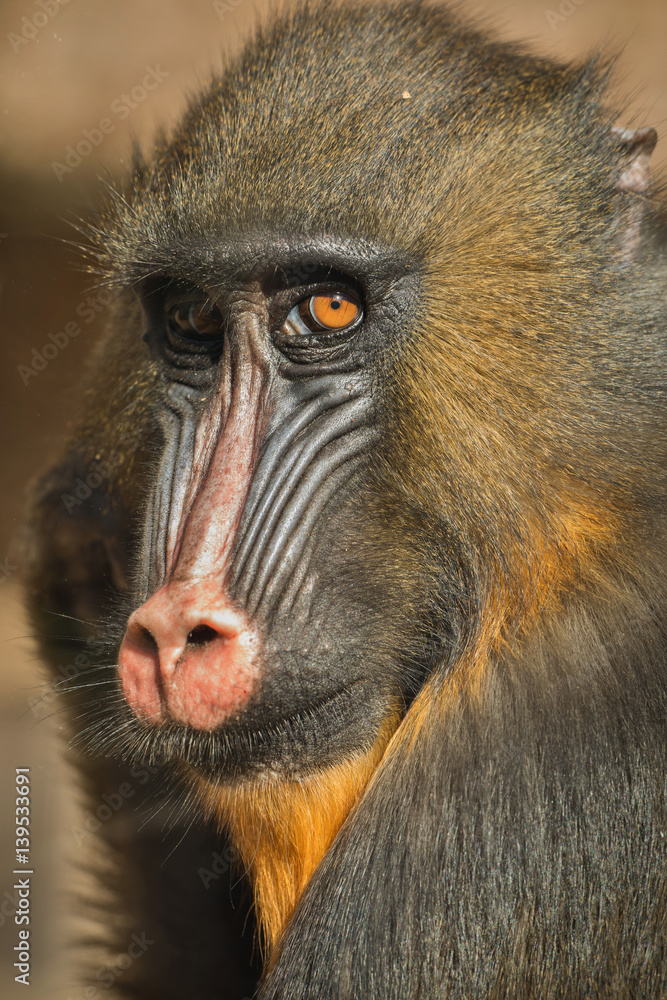 Mandrill colorful face in detail look/mandrill female/face to face with ...