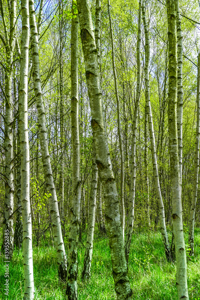 Birkenwald Stock-Foto | Adobe Stock