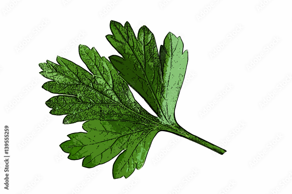 Dessin feuille persil plat Photos | Adobe Stock