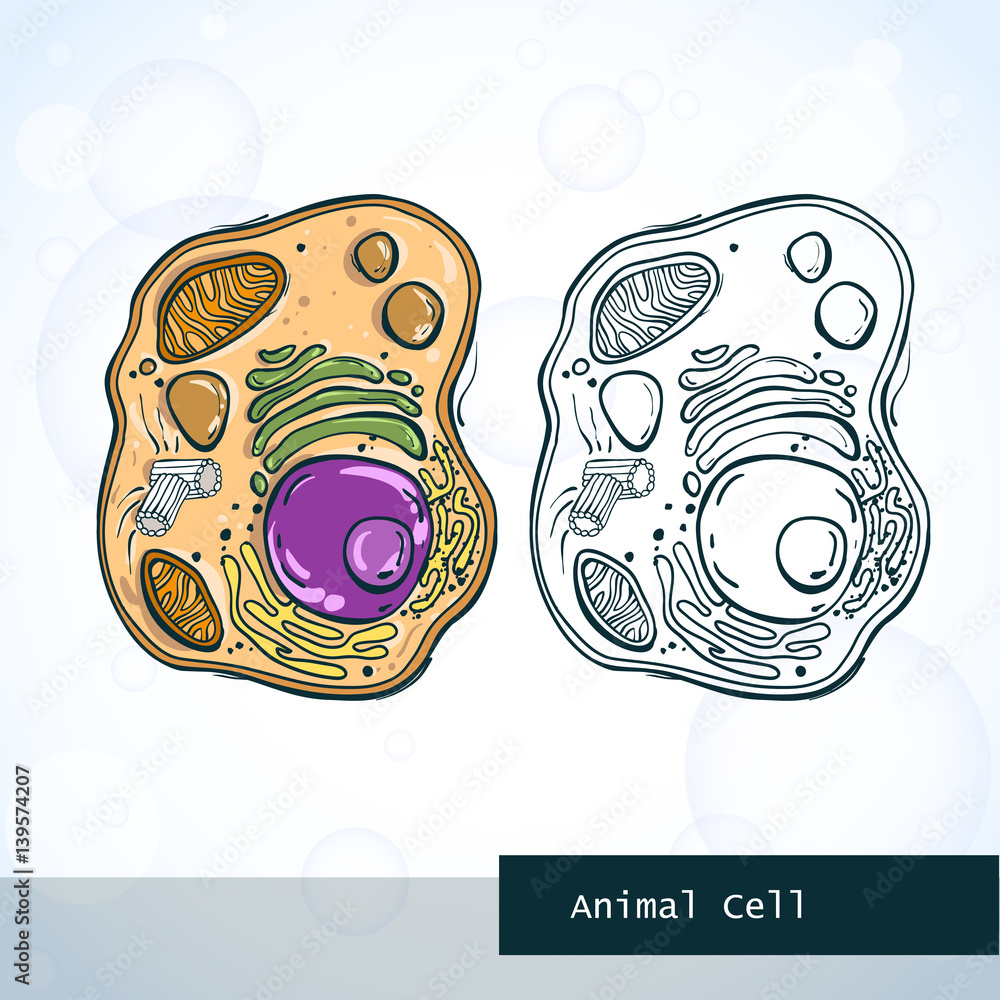 Structure of animal cell. Vector illustration Stock Vector | Adobe Stock