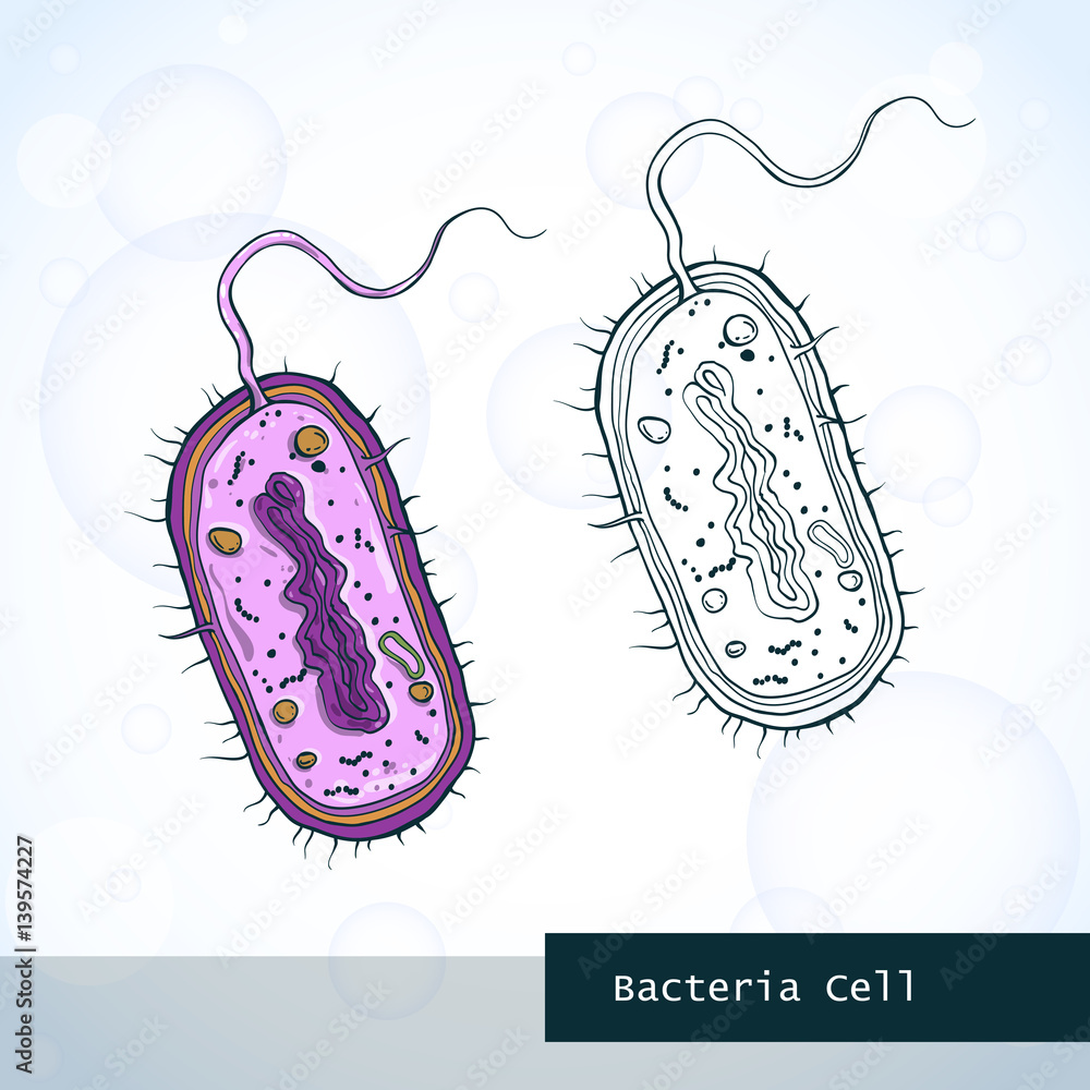 Structure of bacteria cell. Vector illustration Stock Vector | Adobe Stock