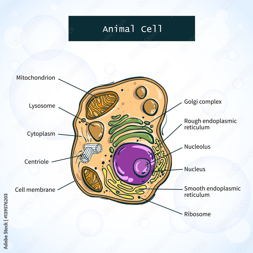 Structure of animal cell. Vector illustration Stock Vector | Adobe Stock