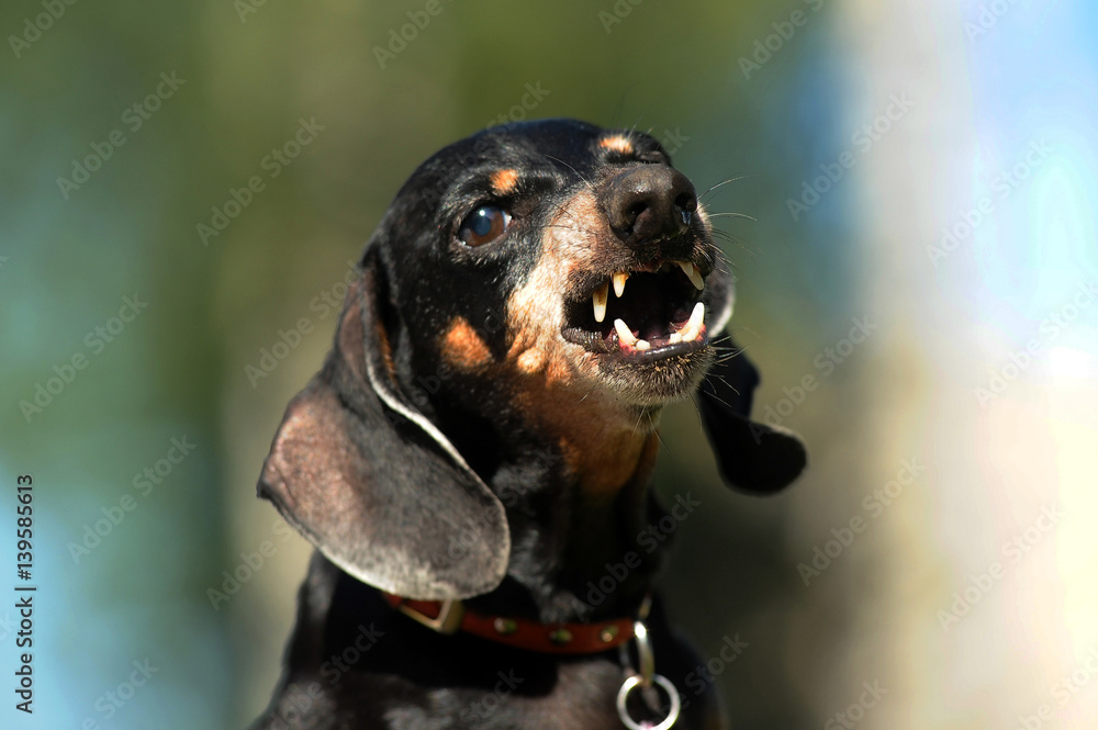 Angry dachshund Stock Photo | Adobe Stock