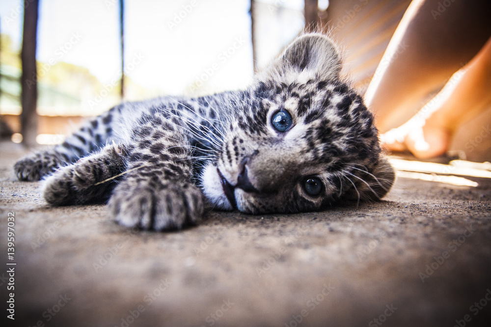 Leopard cub Stock Photo | Adobe Stock