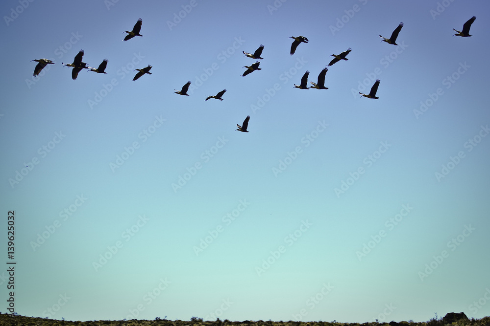 Pájaros volando en lo alto de un fondo azul Stock Photo | Adobe Stock