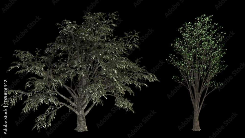 Twelve loop high rendered isolated trees with realistic wind movement a ...